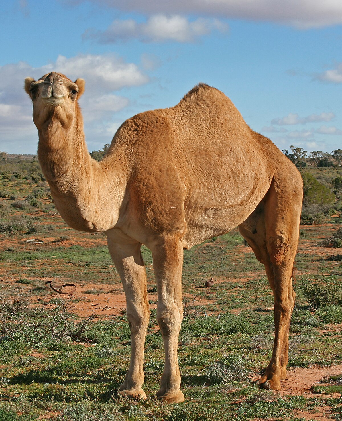 Diplomacy Animals: The Camel – THE DIPLOMATICON